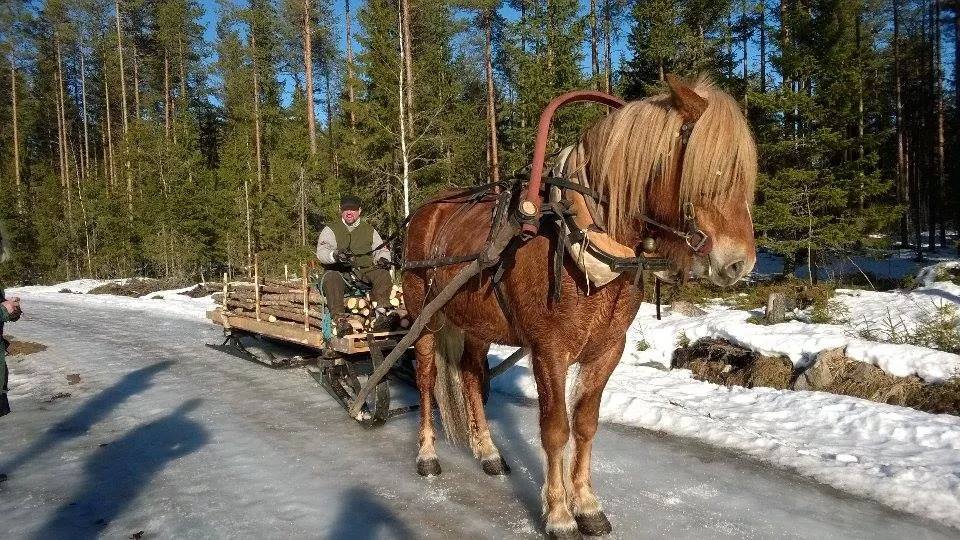Hevosen työvaljastus – Pohjanmaan Vossikka